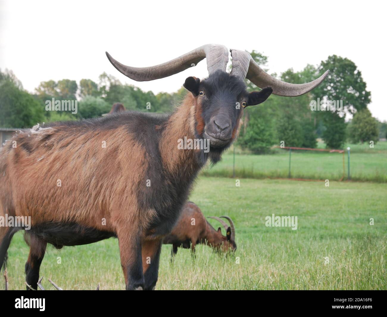 A goat was saying hello to me Stock Photo - Alamy
