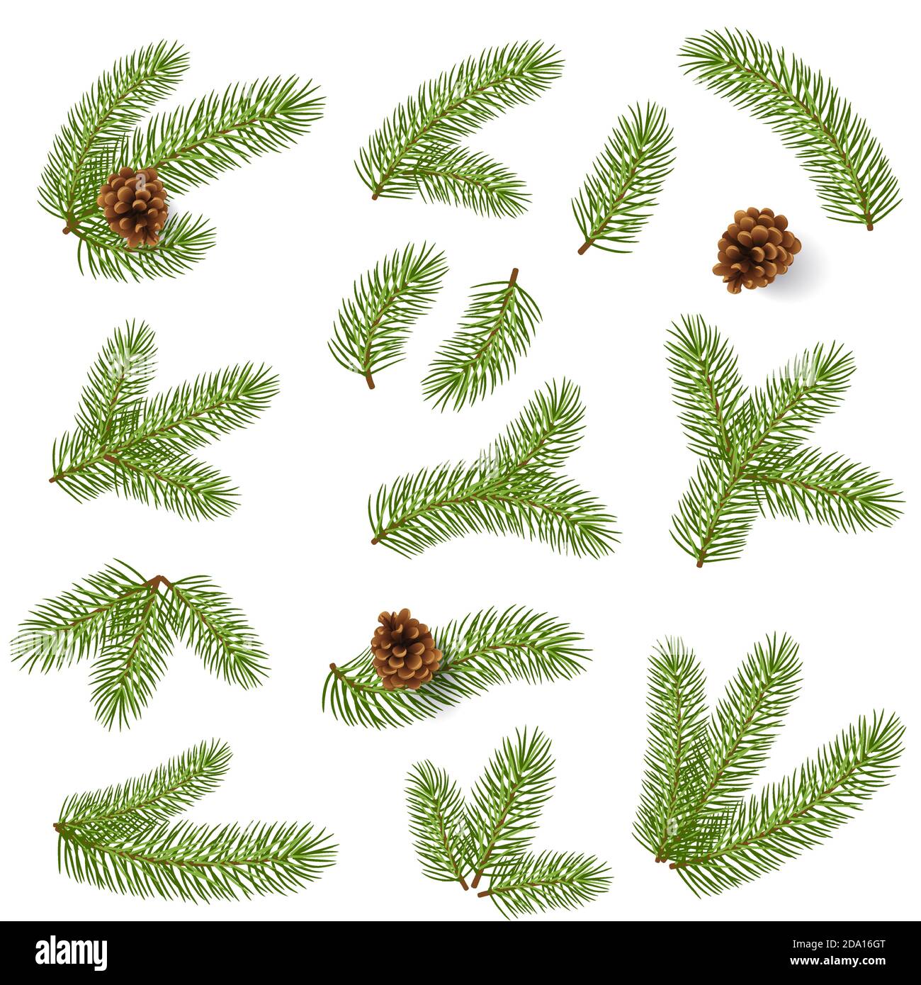 Detail pine tree branches Stock Vector Images - Alamy