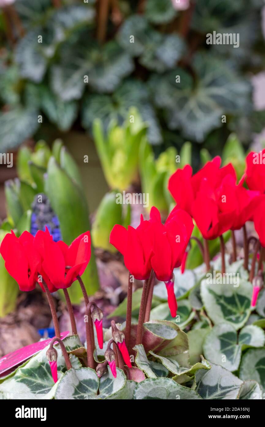 red cyclamen plants and flowers on sale at a grden centre selling ...