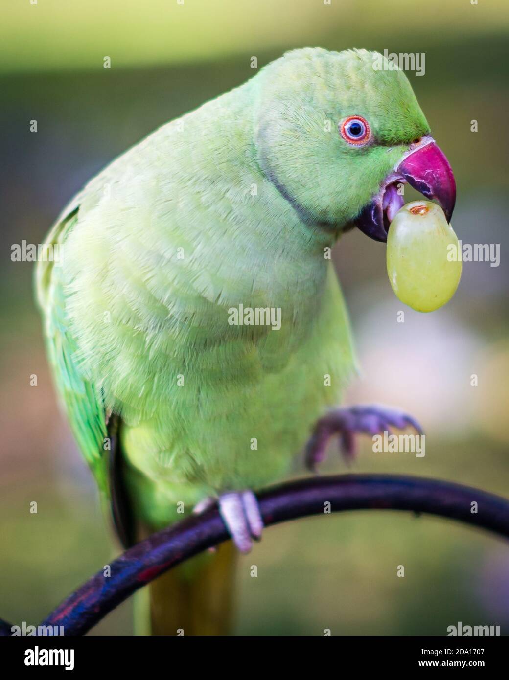 A parakeet holds a grape in it's beak Stock Photo - Alamy