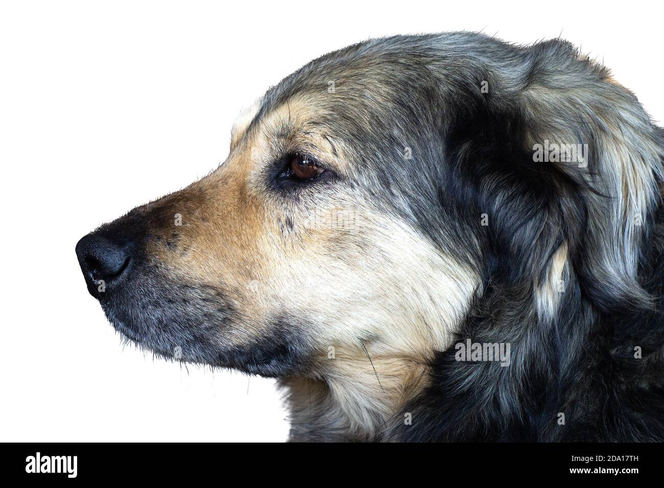 Mongrel dog face in profile isolated on a white background. Muzzle of ...