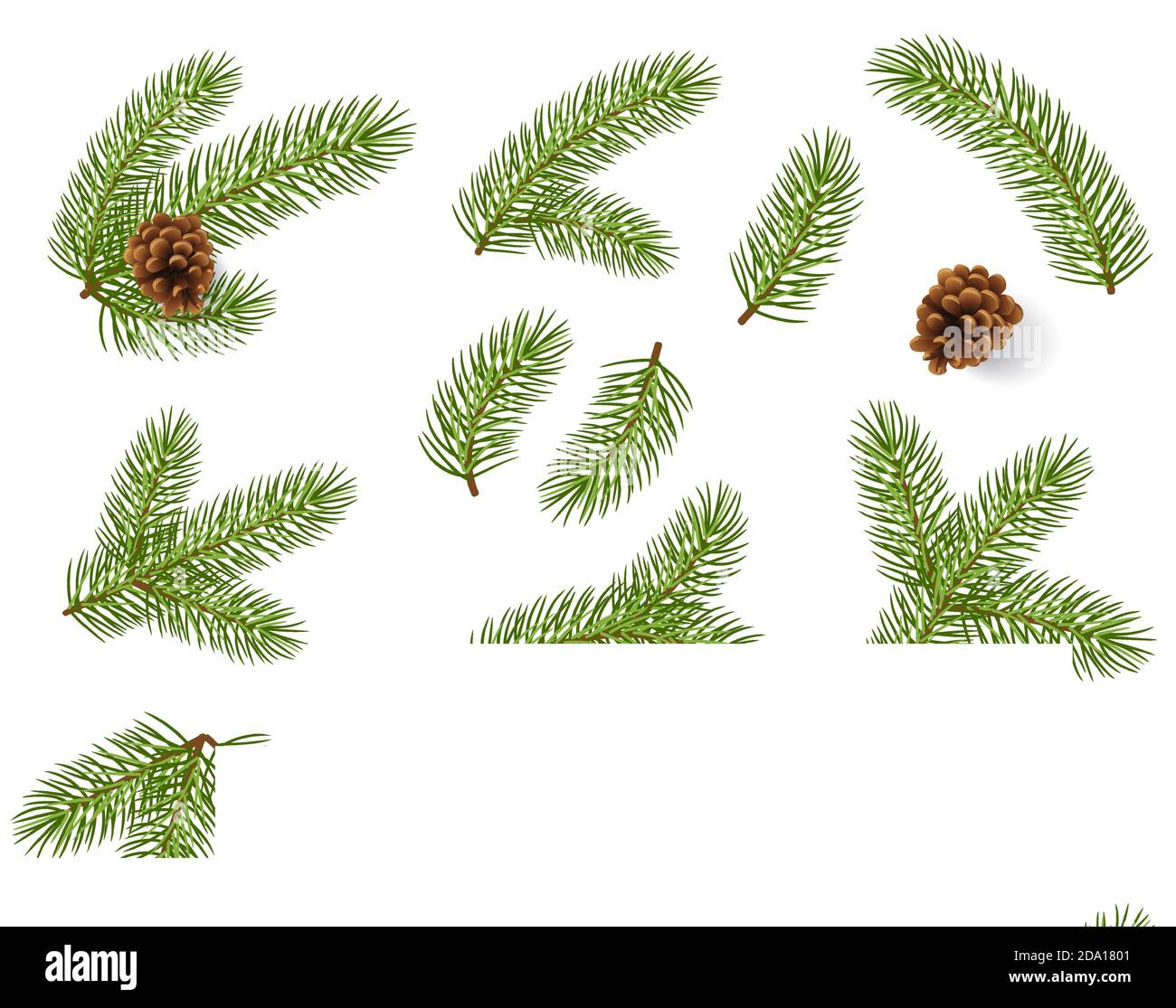 Detail pine tree branches Stock Vector Images - Alamy