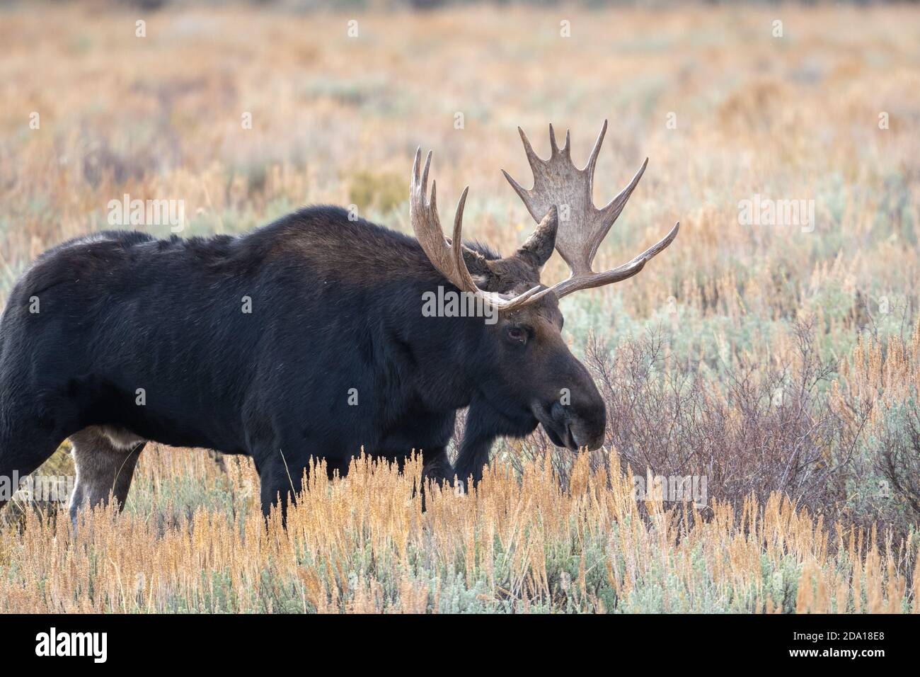 Large bull moose hi-res stock photography and images - Alamy