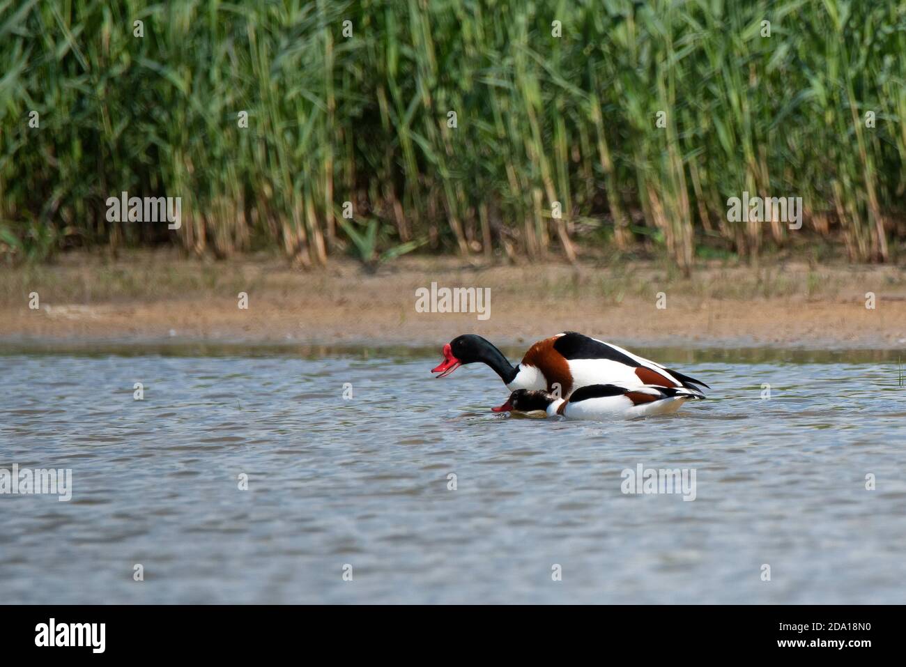 Male female common shelduck hi-res stock photography and images - Alamy