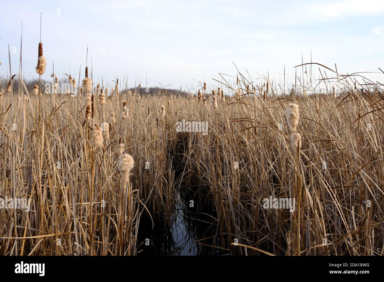 Bulrushes and water channel at the Mer Bleue Bog, a wetland of ...