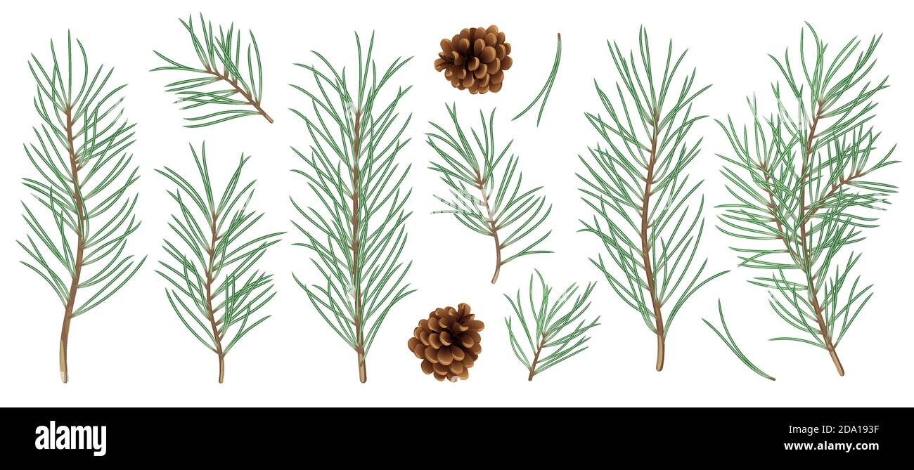 Detail pine tree branches Stock Vector Images - Alamy
