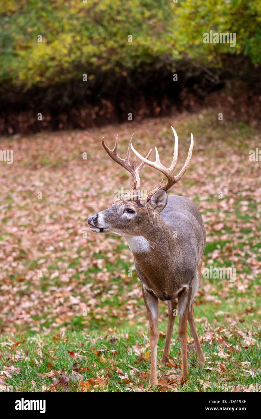 White-tailed deer buck lip curl during rut in fall Stock Photo - Alamy