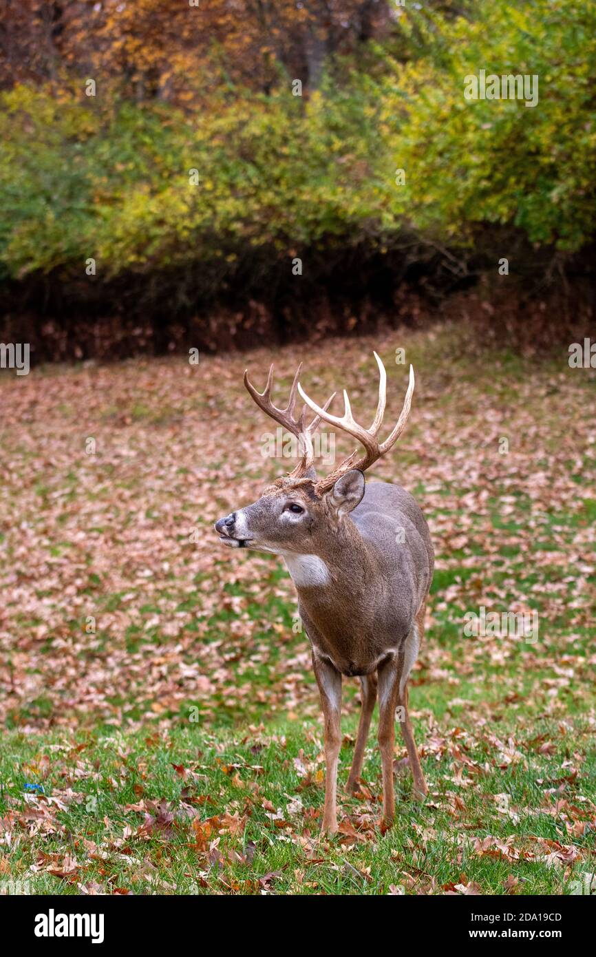 White-tailed deer buck lip curl during rut in fall Stock Photo - Alamy