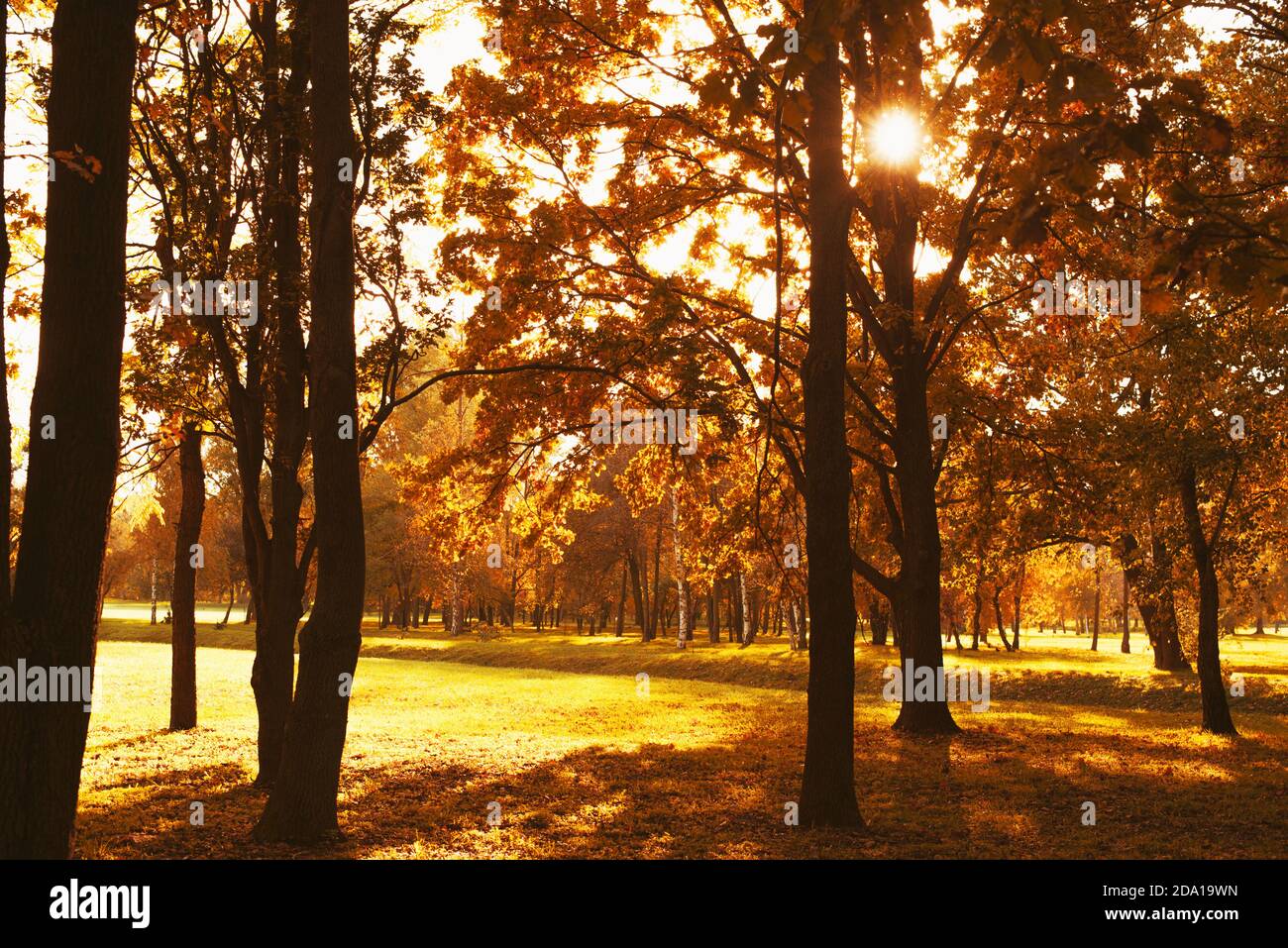 Beautiful photo of sun light lightning through autumn golden leaves ...