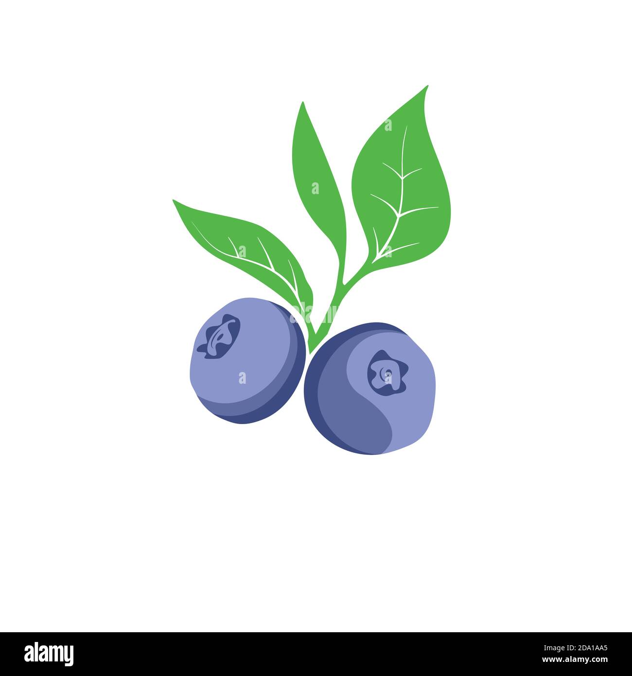 Blueberry branch berries leaves Stock Vector Images - Alamy
