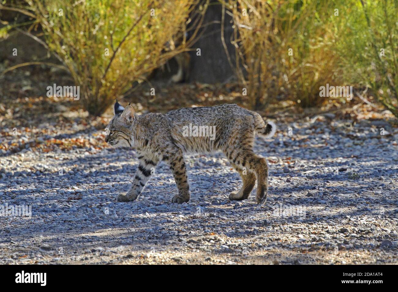 Autumn morning finds wild bobcat out for a stroll on the pathway at ...