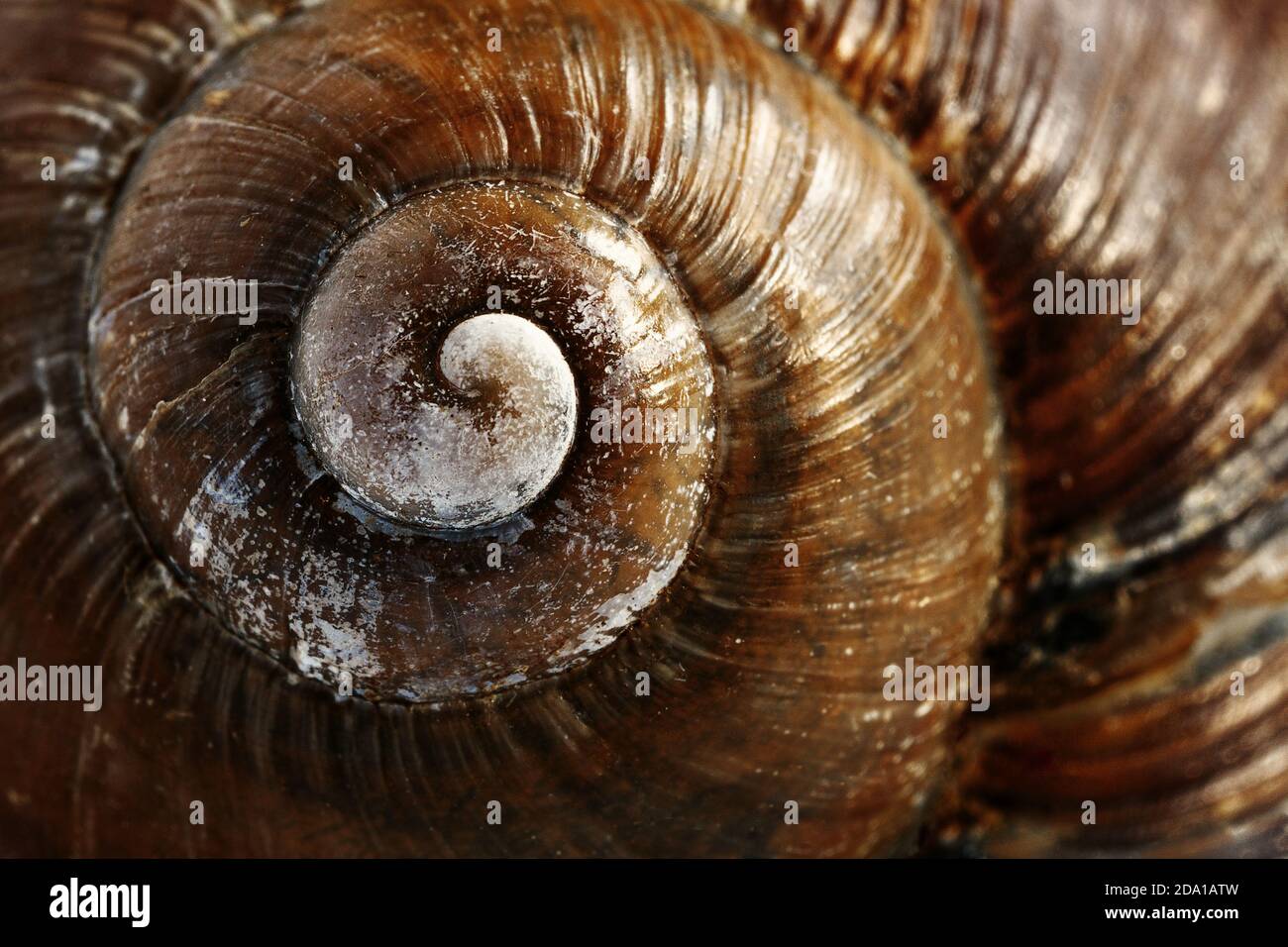 Macro shot of a spiral of a shell of a grape snail Stock Photo - Alamy