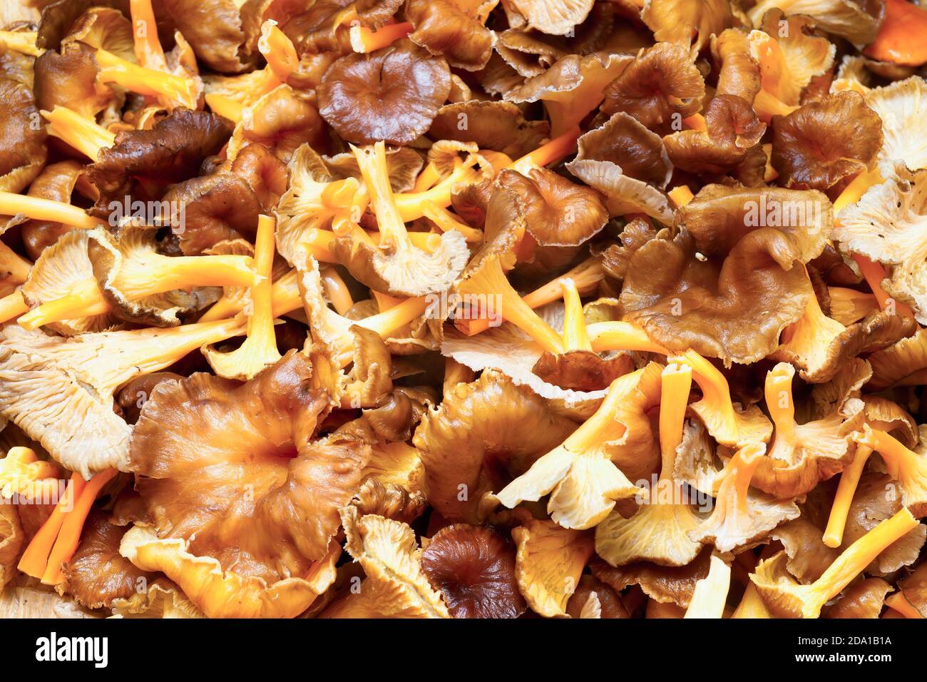 Forest mushrooms, winter chanterelles (Craterellus tubaeformis) in a ...