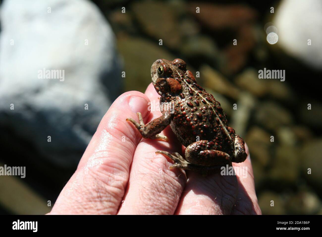 Frog with spots hi-res stock photography and images - Alamy
