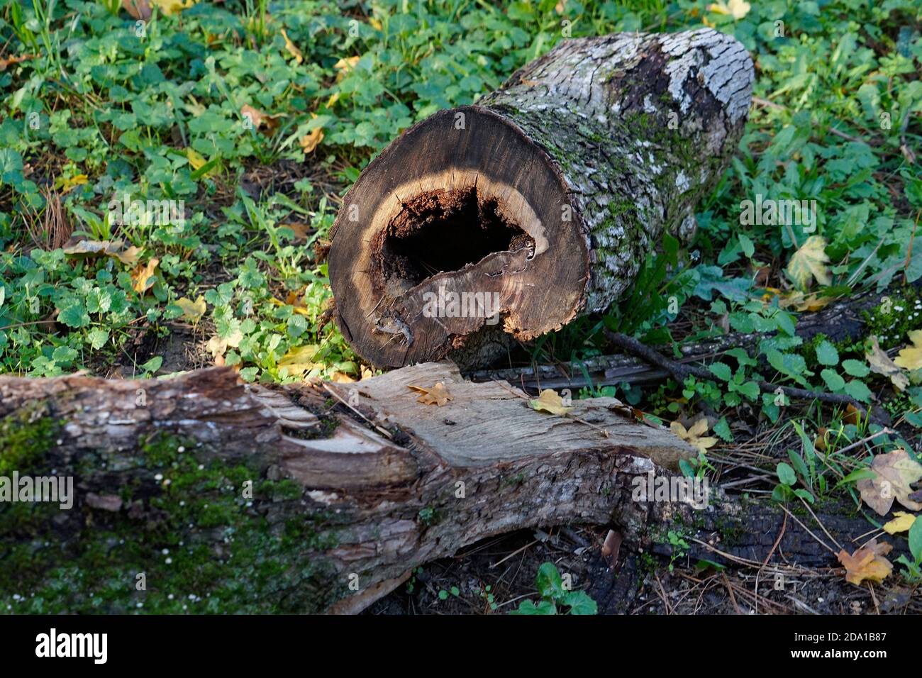 Fallen trunk of old tree with hollow which was cut down, sanitary ...