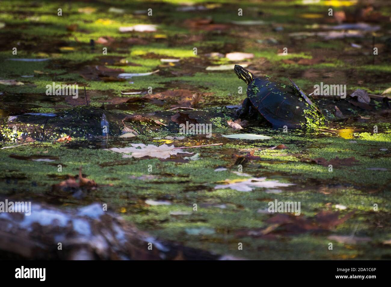 Dirty pond hi-res stock photography and images - Alamy