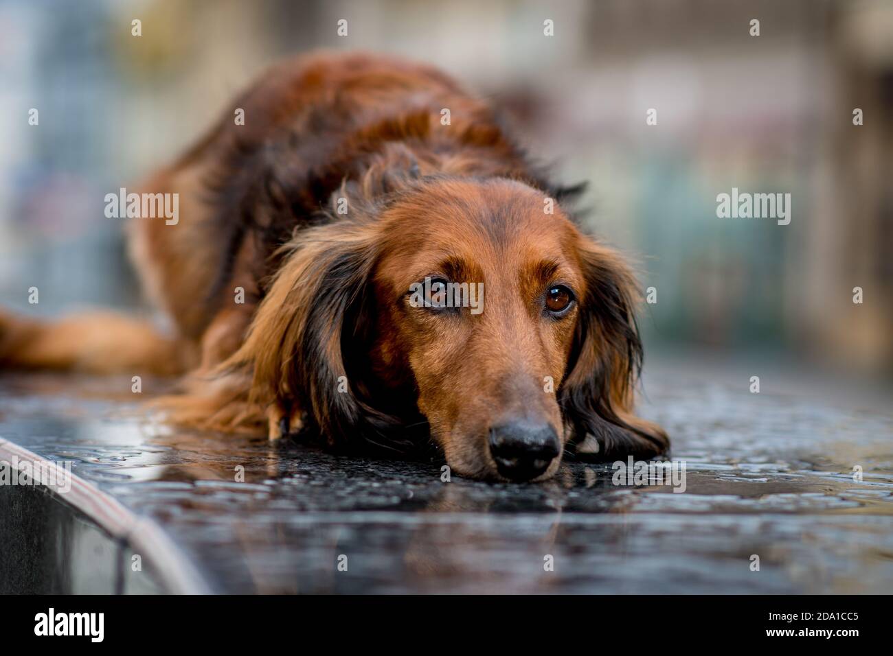 Can Dogs Find Their Way Home In The Rain