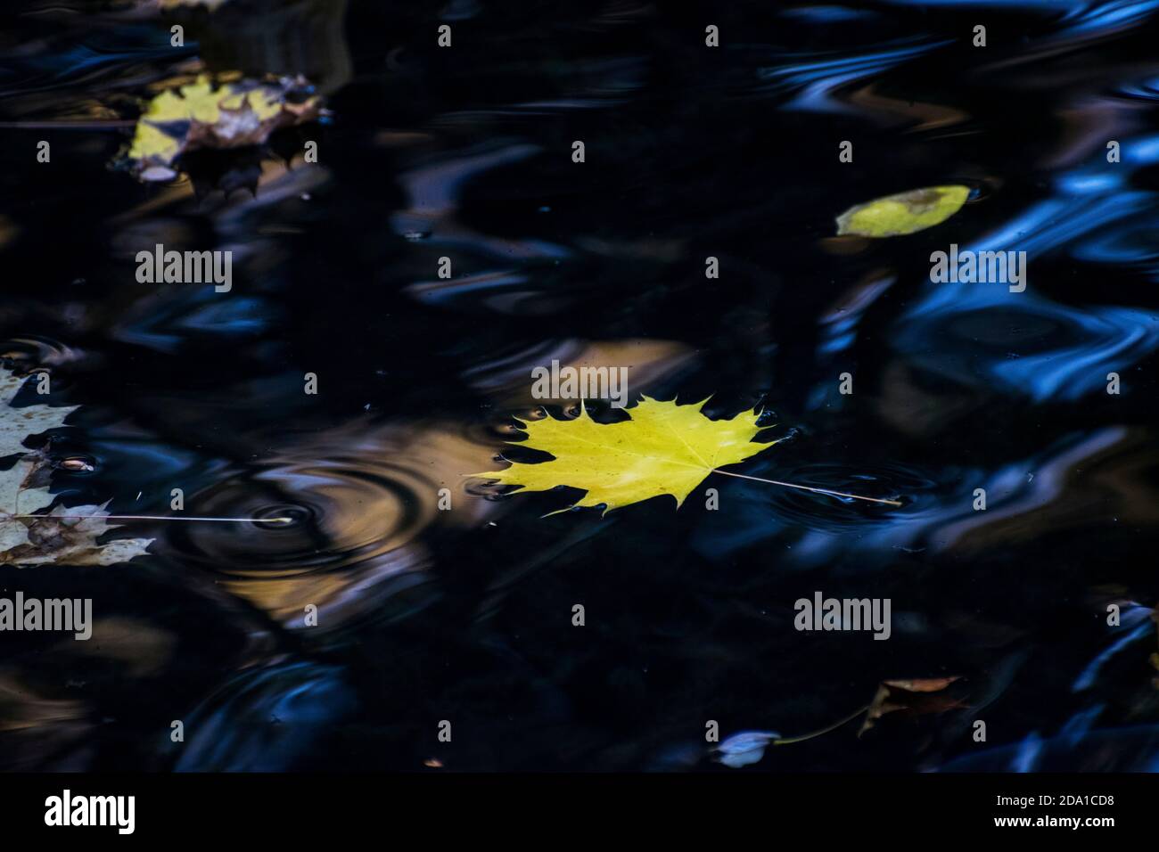 Leaves floating in water hi-res stock photography and images - Alamy