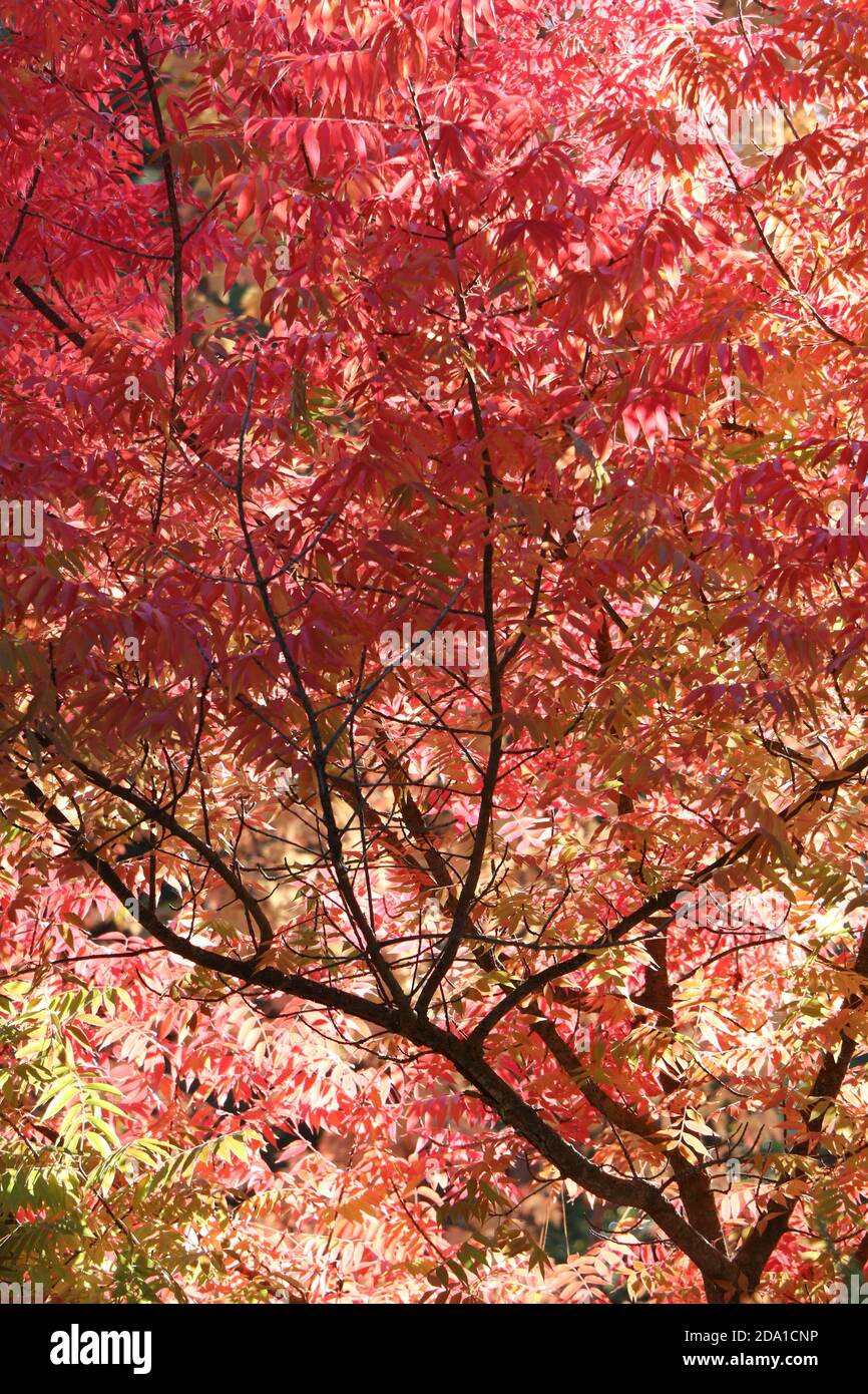Chinese pistache tree hi-res stock photography and images - Alamy