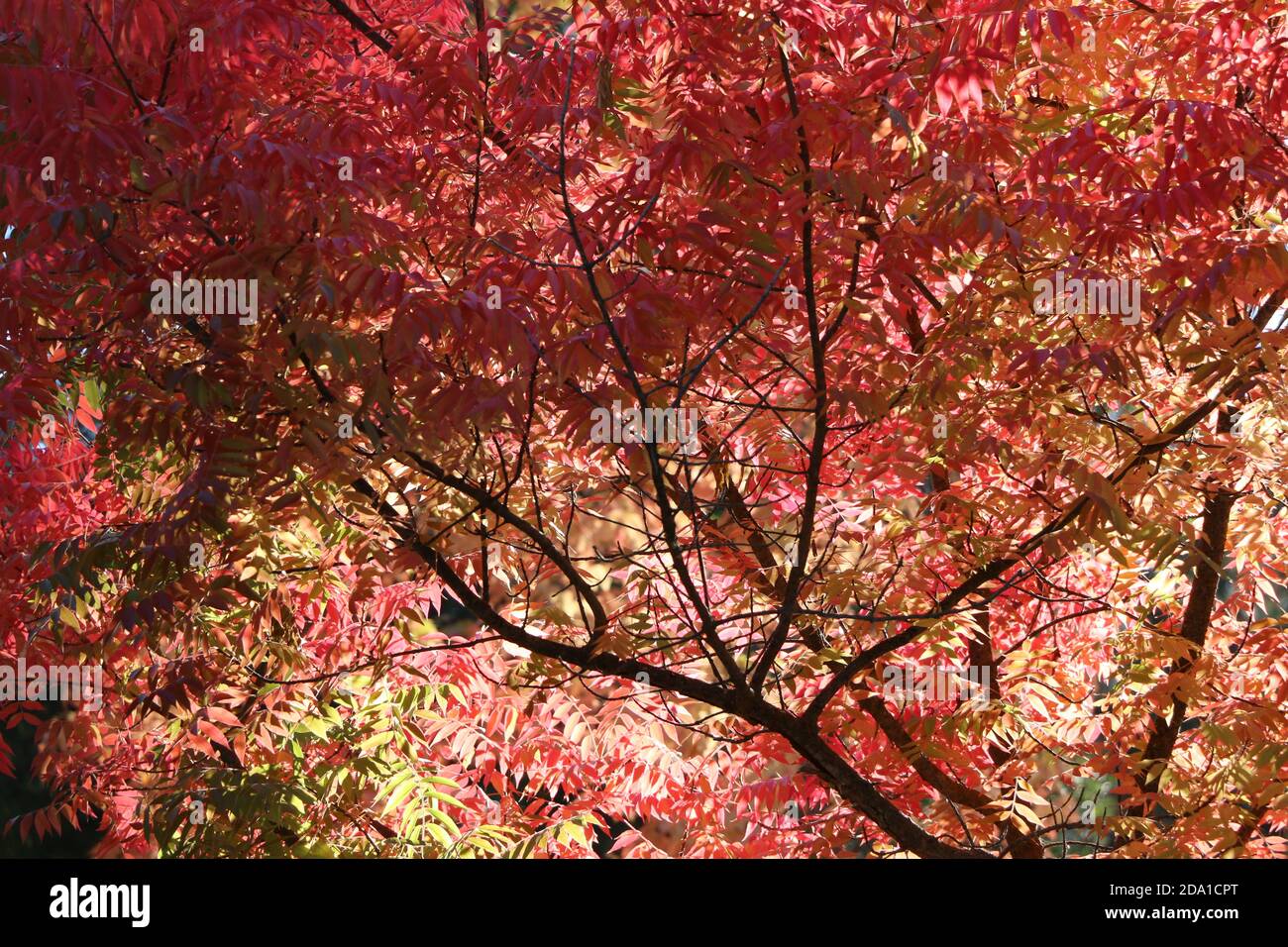 Chinese pistache tree hi-res stock photography and images - Alamy