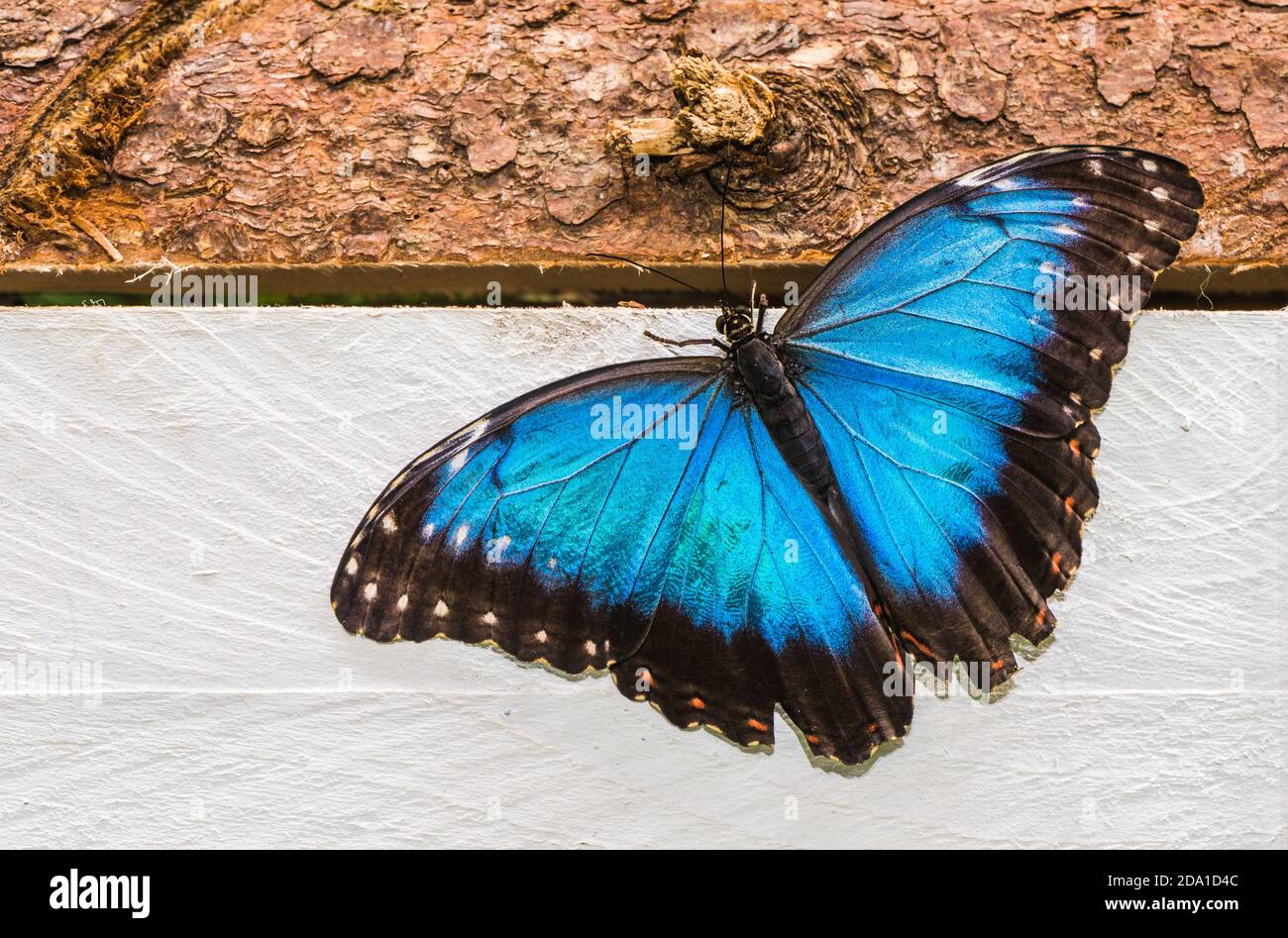 Blue Morpho Butterfly Wing High Resolution Stock Photography and Images ...