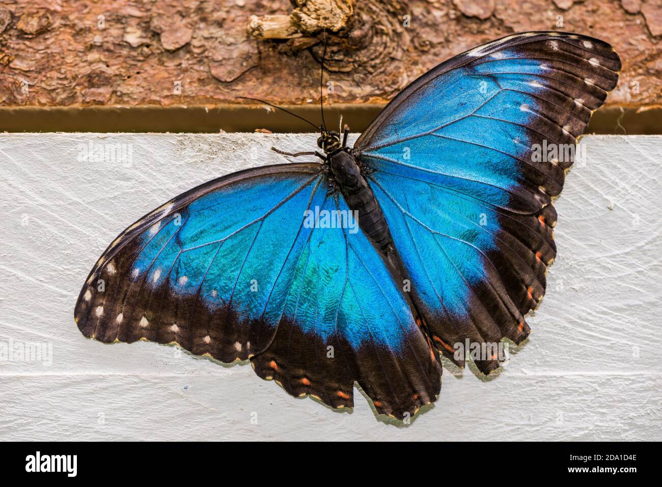 Blue Morpho, Morpho Peleides, Morfa Peleida, Big Butterfly Stock Photo - Alamy