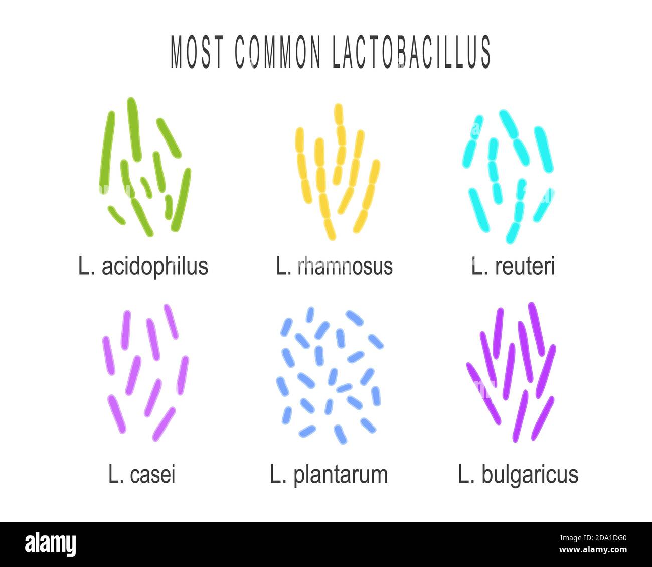 Lactobacillus bacteria types set. Lactic acid bacteria group ...