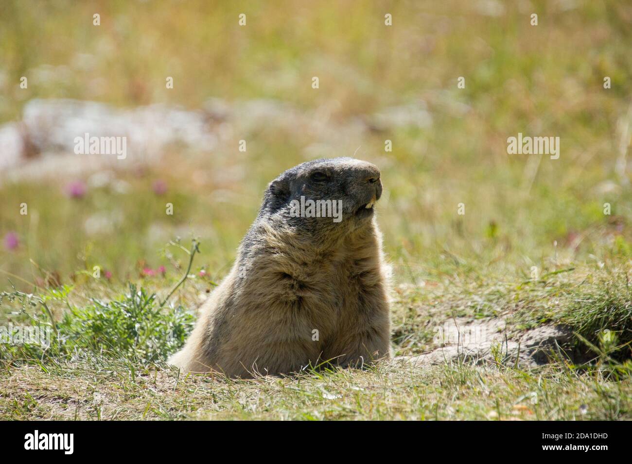Marmot sitting up hi-res stock photography and images - Alamy