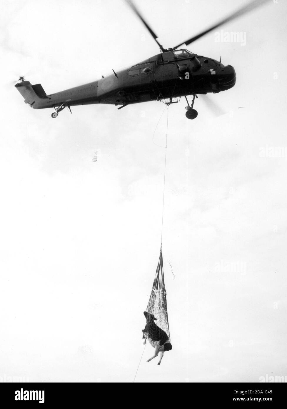 JASMINE THE COW BEING RESCUED BY HELICOPTER AFTER FALLING DOWN CLIFFS ...