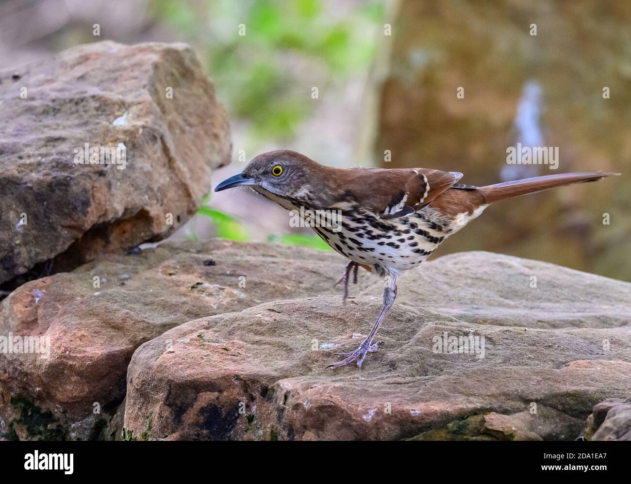 Houston Rock High Resolution Stock Photography and Images - Alamy