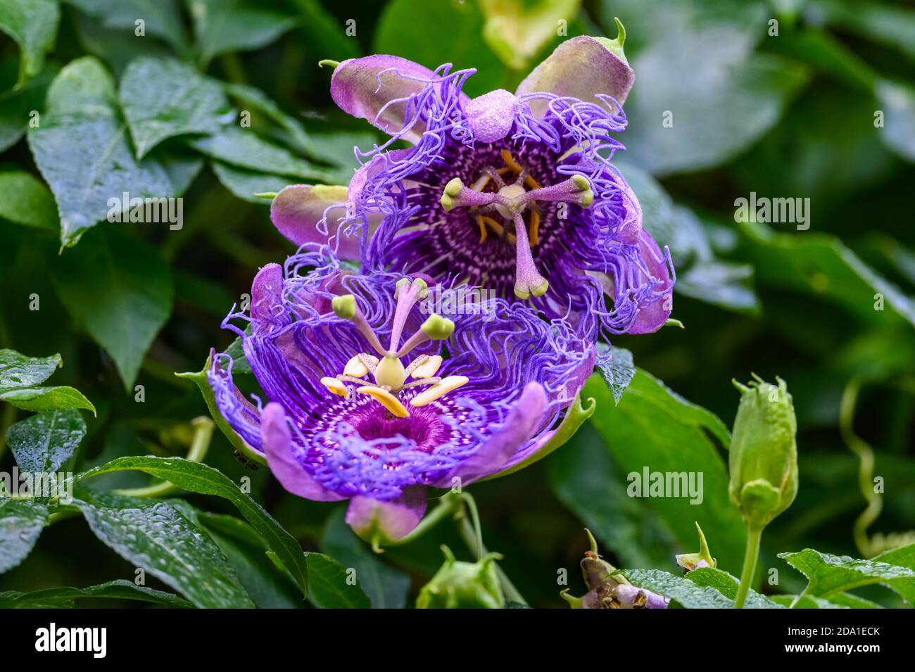 Beautiful Purple Passionflowers (Passiflora incarnata), or Maypop ...