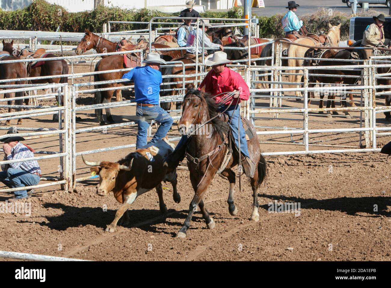 Rodeo event at the Arizona National Livestock Show, Phoenix, Arizona ...