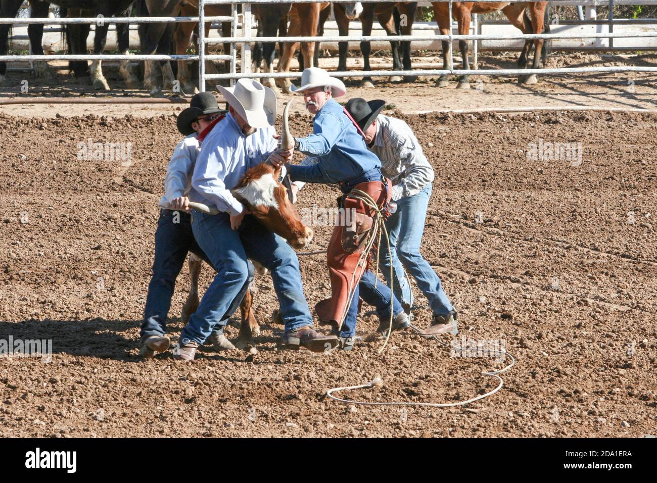 Rodeo event at the Arizona National Livestock Show, Phoenix, Arizona ...