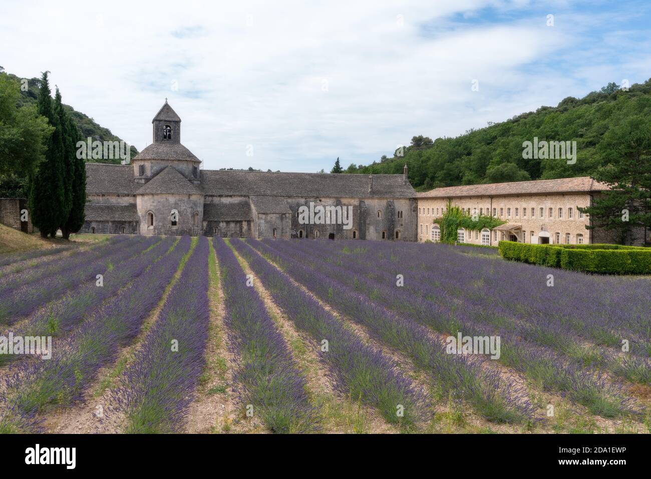 Senanque Abbey surrounded by a lavender field under a cloudy sky in ...