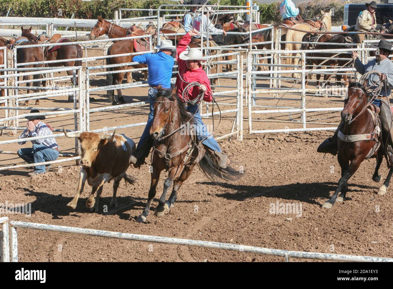 Rodeo event at the Arizona National Livestock Show, Phoenix, Arizona ...