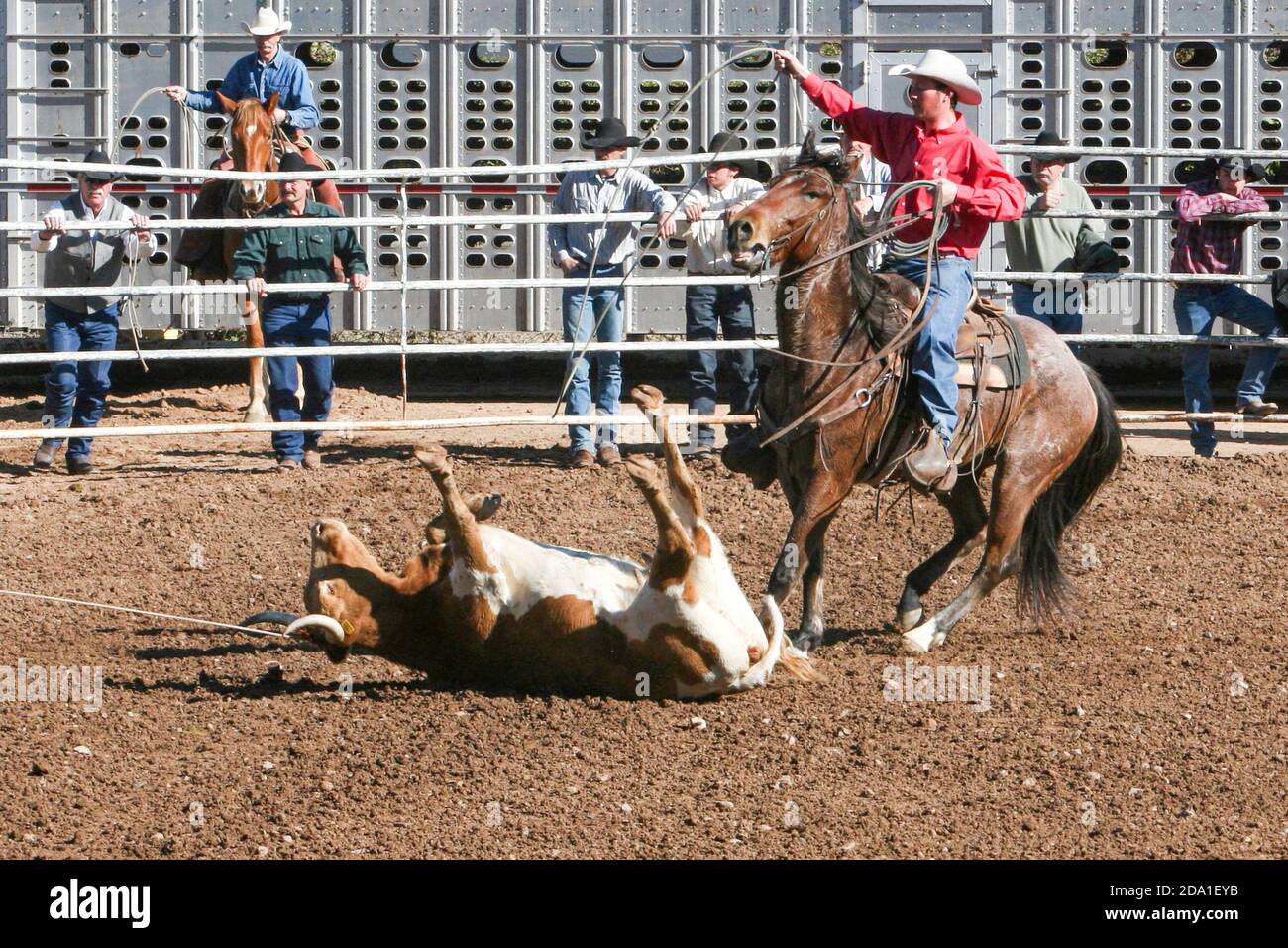 Rodeo event at the Arizona National Livestock Show, Phoenix, Arizona ...