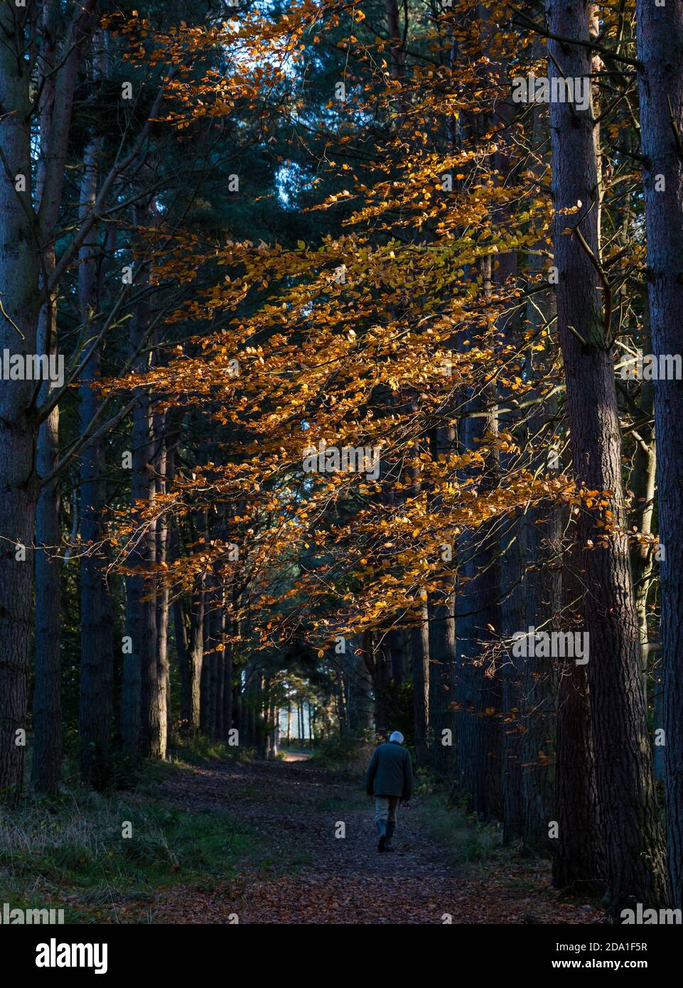 Footpath through sunlit Autumn trees, Binning Wood, East Lothian ...