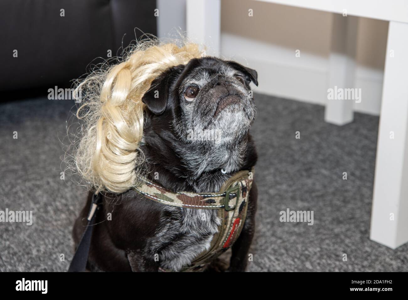 A very cute black pug dog wearing a blonde wig Stock Photo - Alamy