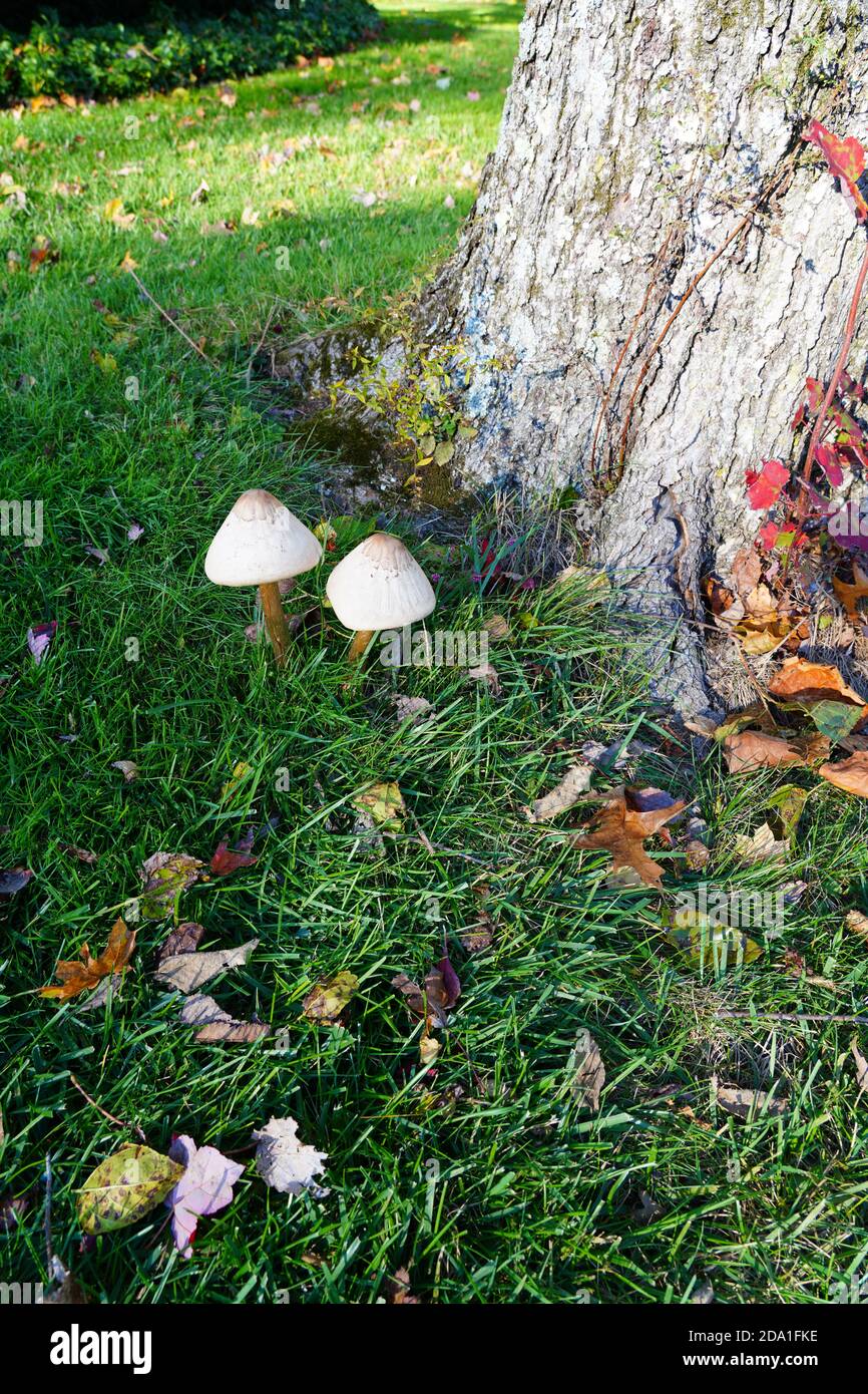 Cone cap hi-res stock photography and images - Alamy