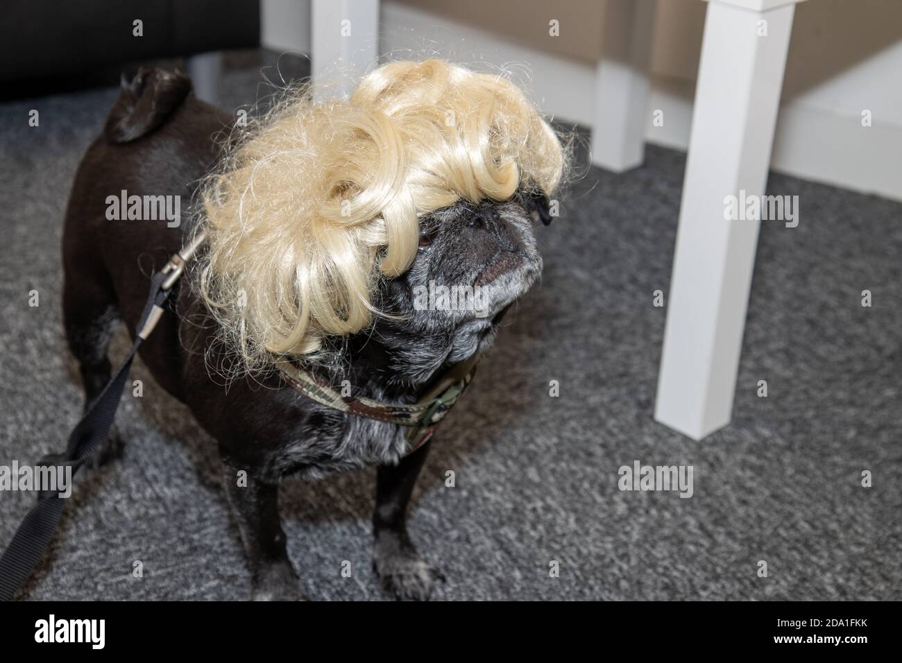A very cute black pug dog wearing a blonde wig Stock Photo - Alamy