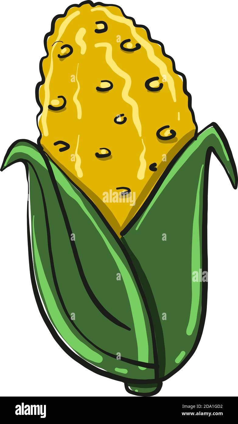 Fresh corn ,illustration,vector on white background Stock Vector Image ...