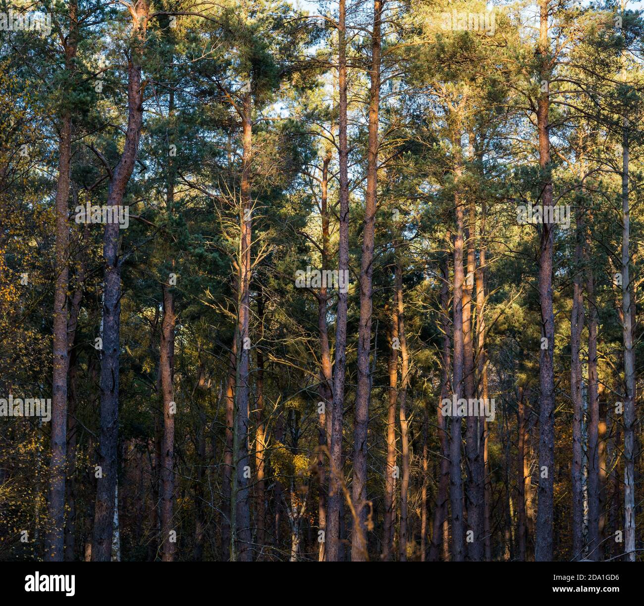 Scots pine trees (Pinus sylvestris) lit up by sunshine in woodland ...