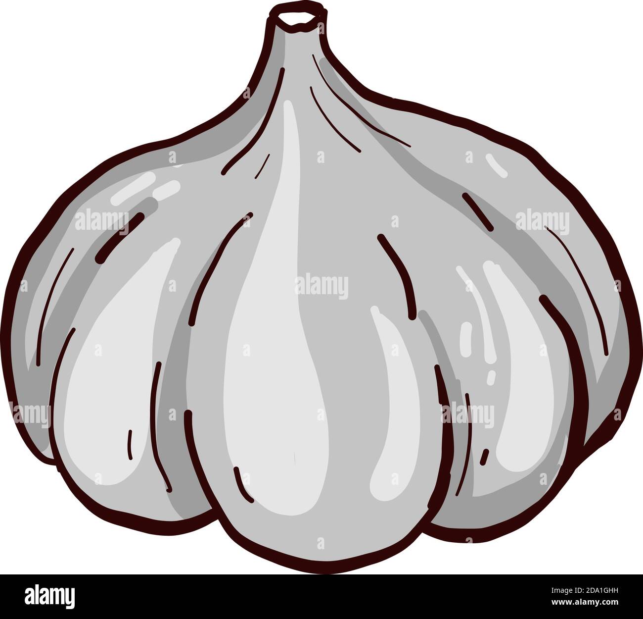 Fat garlic ,illustration,vector on white background Stock Vector Image ...