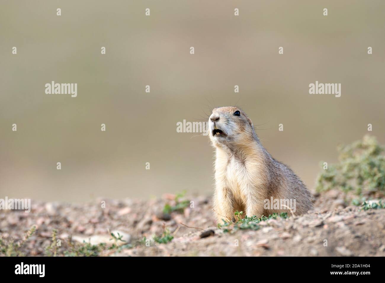 Dog alarm hi-res stock photography and images - Alamy
