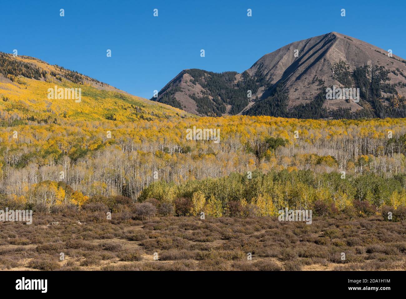 Quaking aspen trees in fall colors in the Manti-La Sal National Forest ...