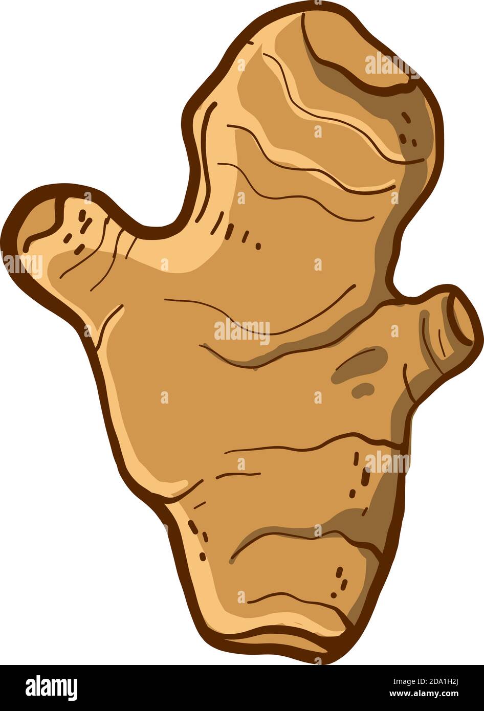 Healthy ginger ,illustration,vector on white background Stock Vector ...