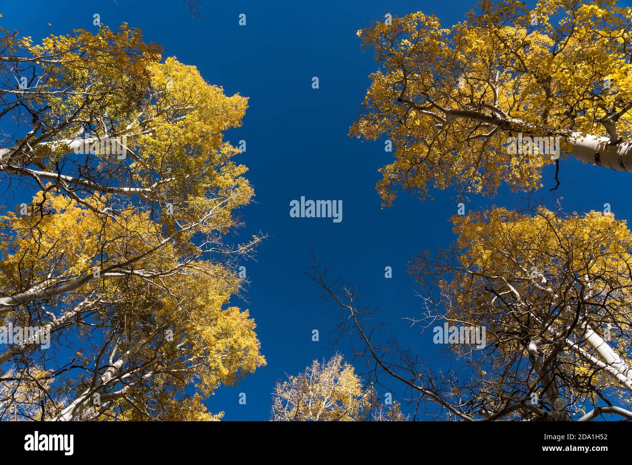 Quaking aspen trees in fall colors in the Manti-La Sal National Forest ...