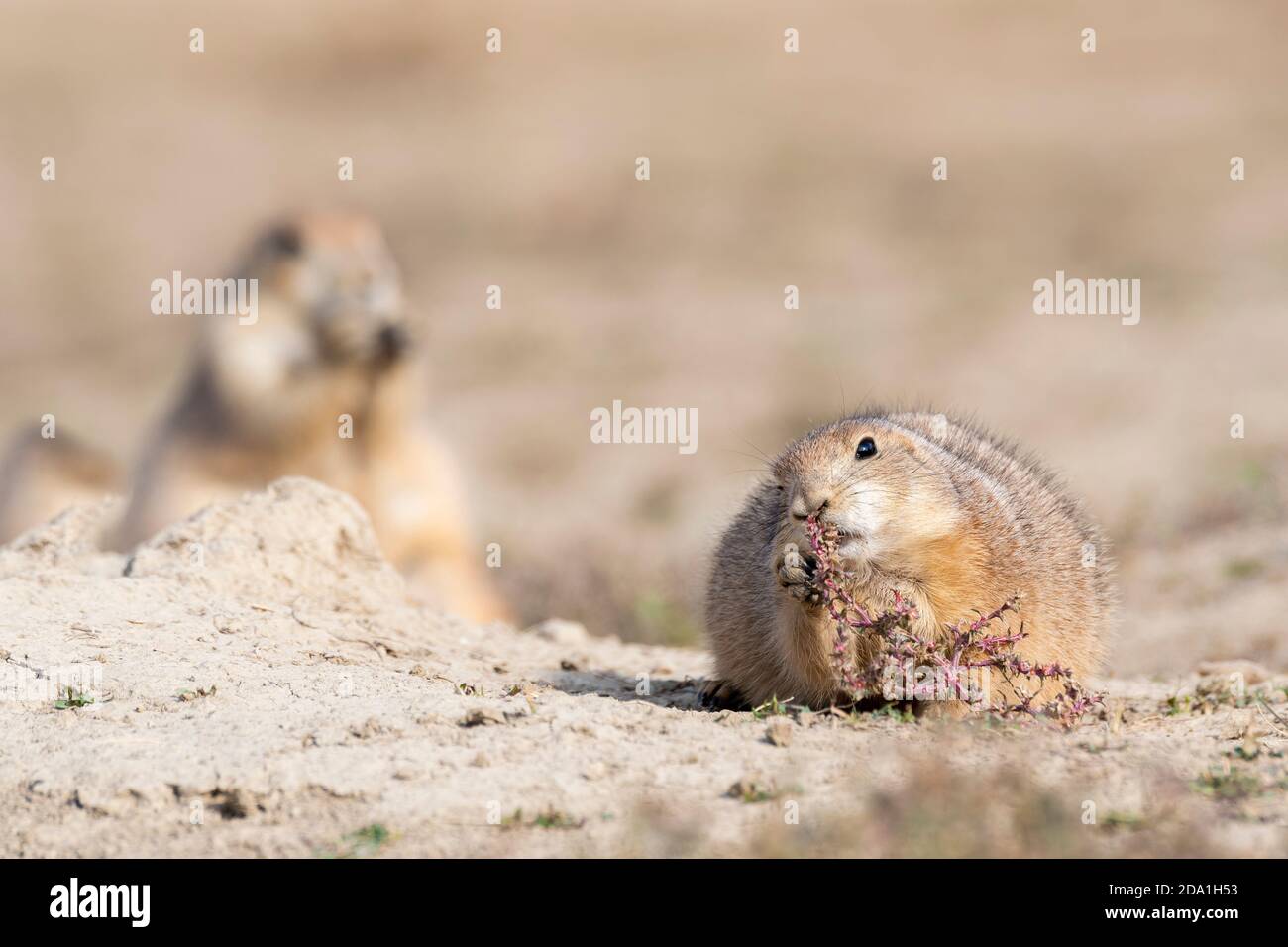 Russian thistle closeup hi-res stock photography and images - Alamy