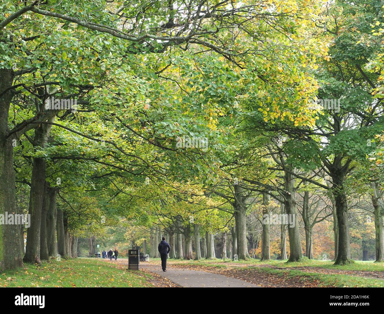 Tree lined path colour trees hi-res stock photography and images - Alamy