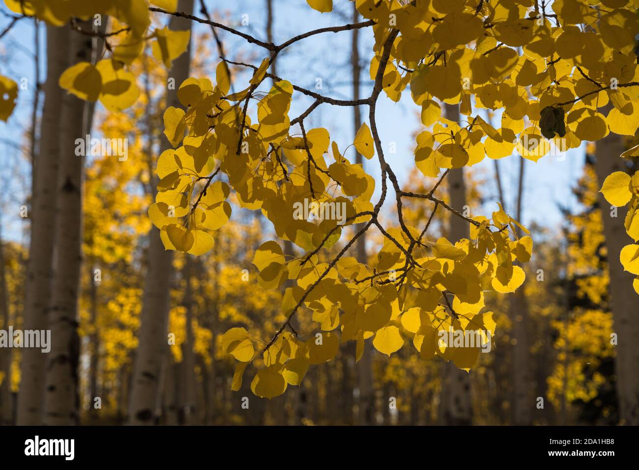 Quaking aspen trees in fall colors in the Manti-La Sal National Forest ...